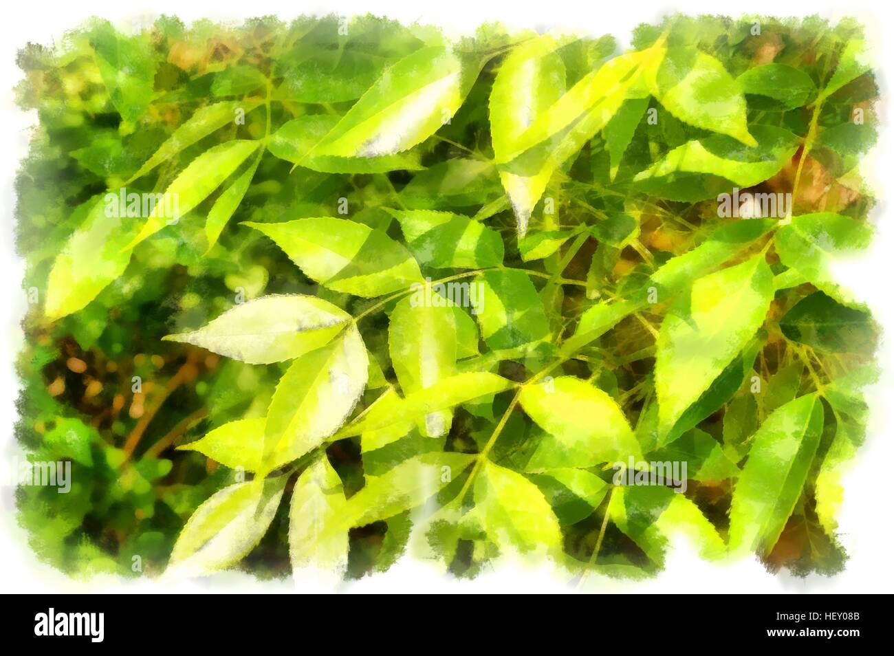 Green leaves watercolor painting Stock Photo - Alamy