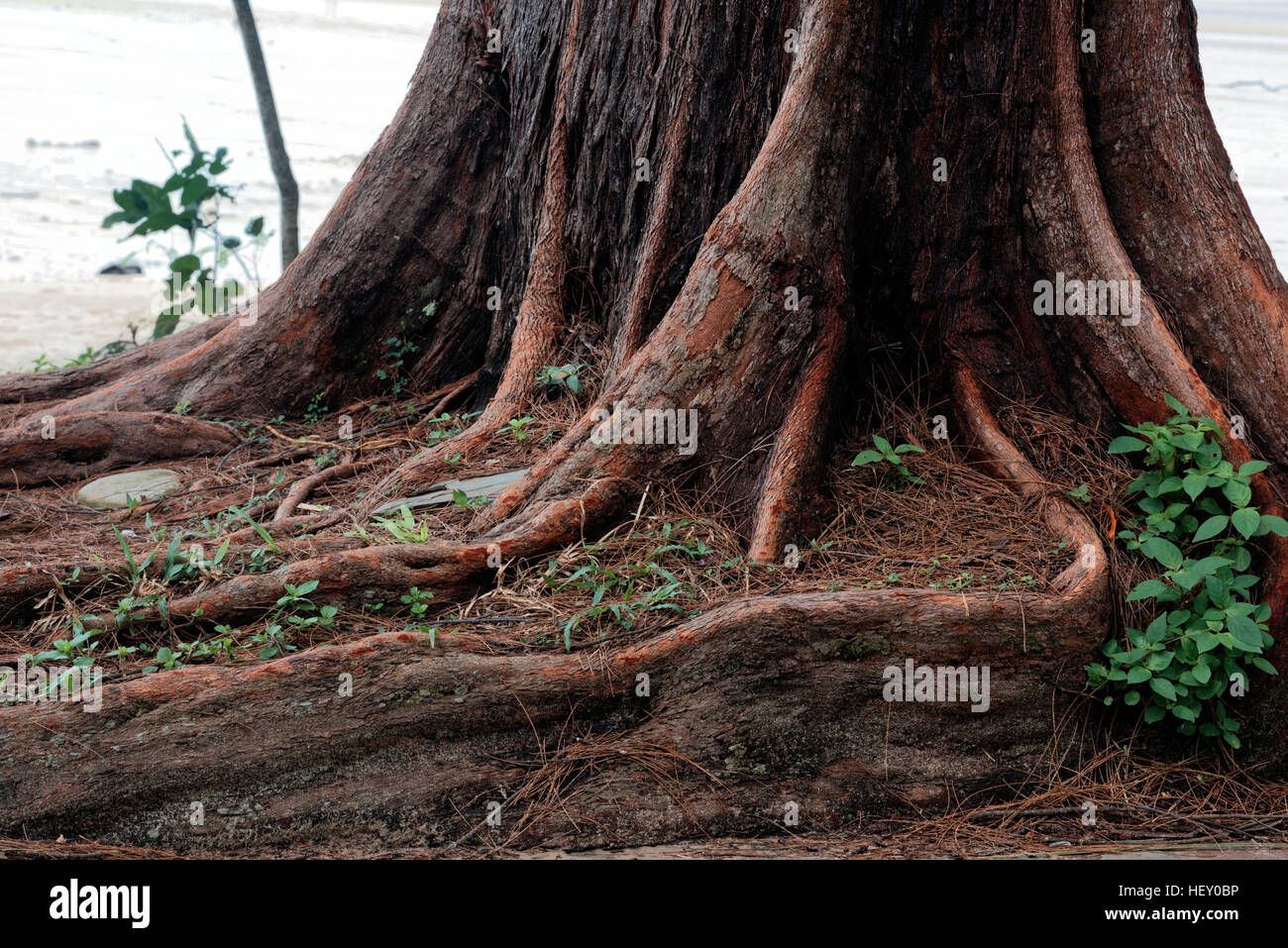 Complex roots entwined of a tree by the beach, Damaii, Kuching Stock ...