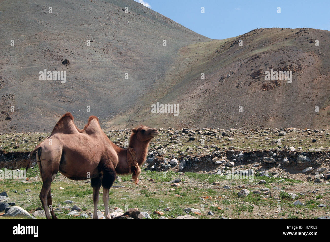 Domestic bactrian camel hi-res stock photography and images - Alamy