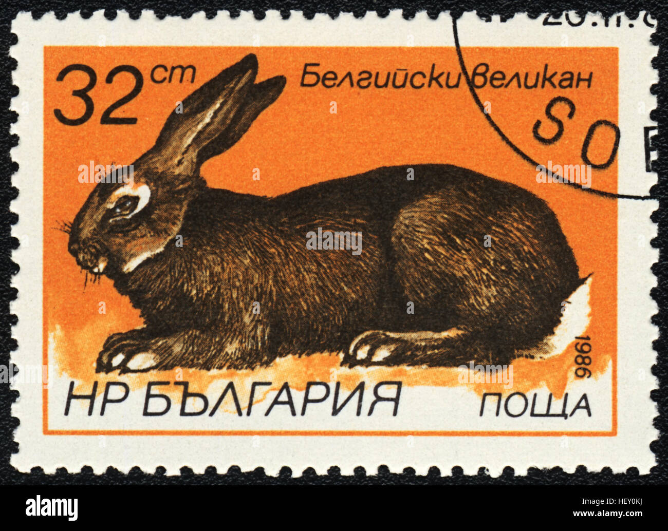 Flemish giant rabbit hi-res stock photography and images - Alamy