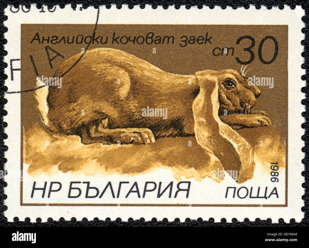 A postage stamp printed in Bulgaria shows English lop-eared rabbit ...
