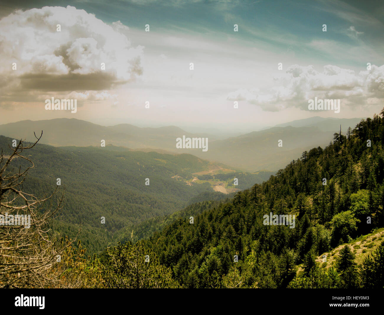 Beautiful forest view in Cradle Mountain, Tasmania Stock Photo - Alamy