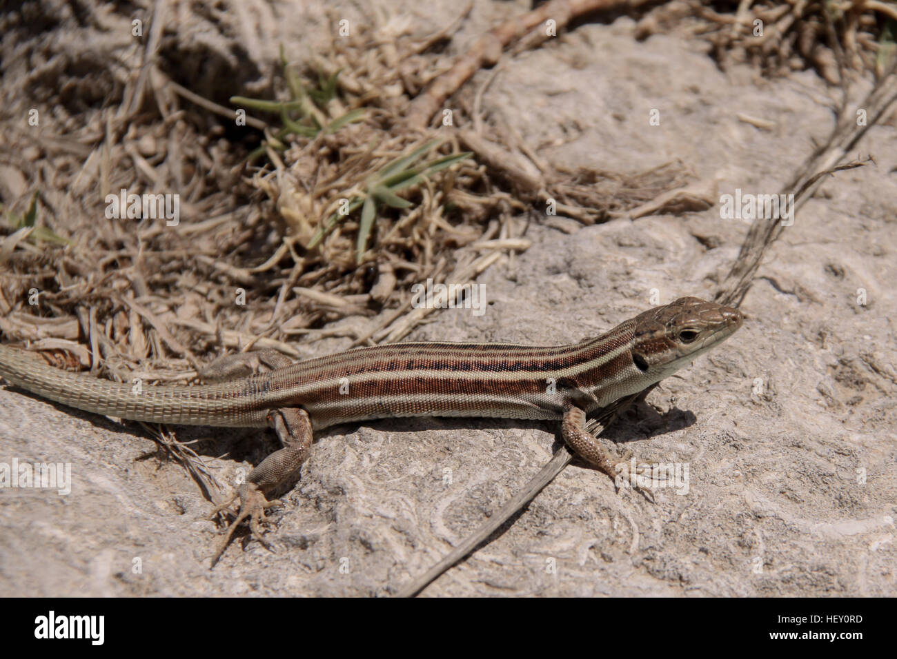 Holiday lizard hi-res stock photography and images - Alamy