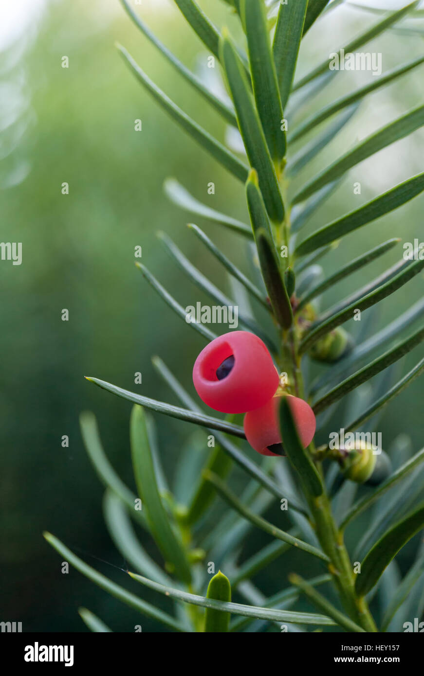 Juniper berries. Juniperus communis. branch Stock Photo - Alamy