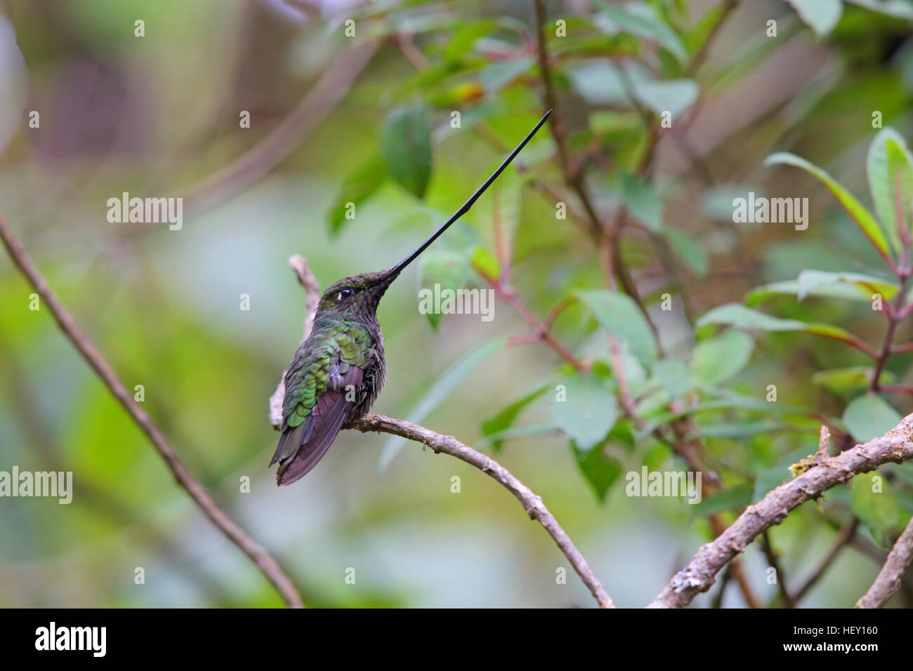 Sword-billed Hummingbird Ensifera ensifera in Ecuador Stock Photo - Alamy