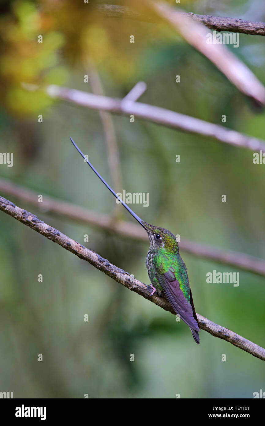 Ensifera hi-res stock photography and images - Alamy