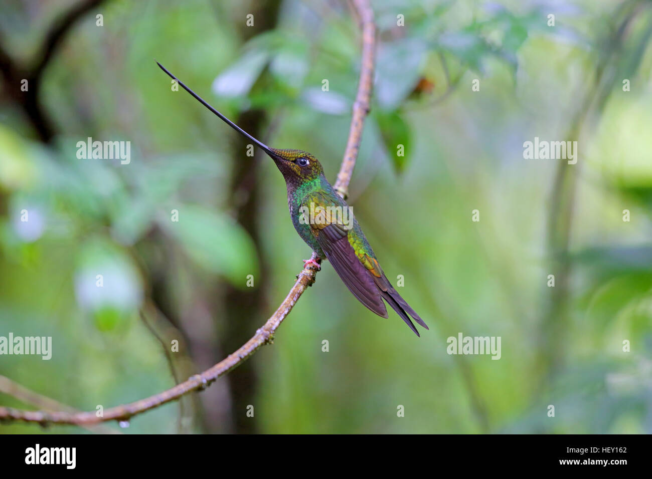 Sword-billed Hummingbird Ensifera ensifera in Ecuador Stock Photo - Alamy