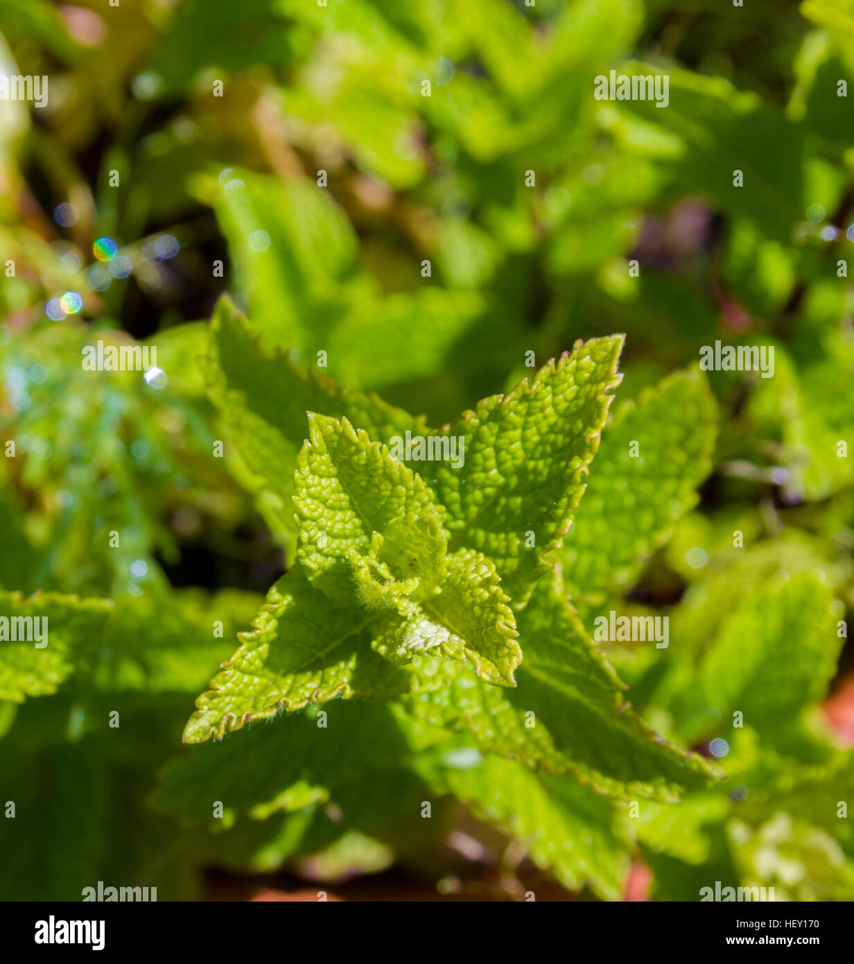 Mentha australis hi-res stock photography and images - Alamy