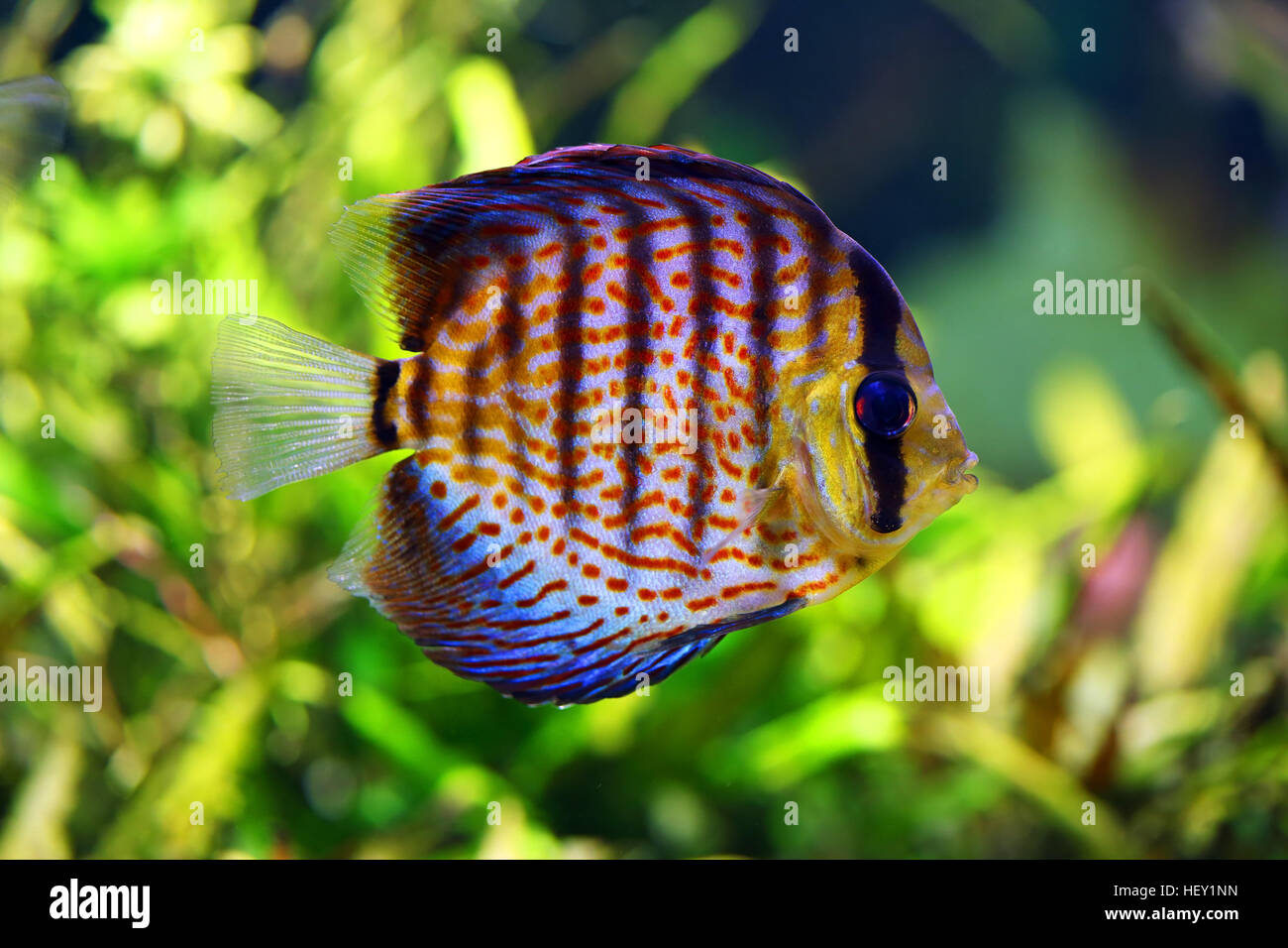 beautiful colorful discus fish in the aquarium Stock Photo - Alamy