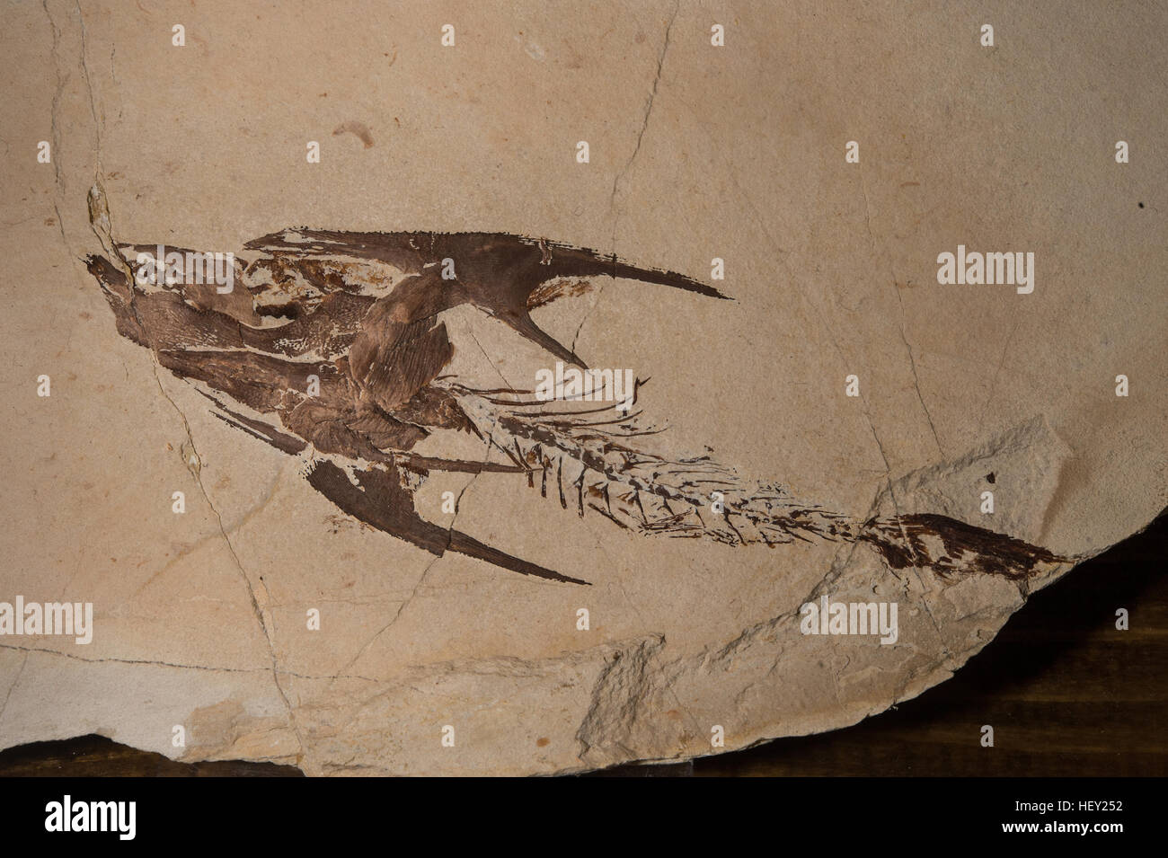 Fossil pycnodontid fish hi-res stock photography and images - Alamy