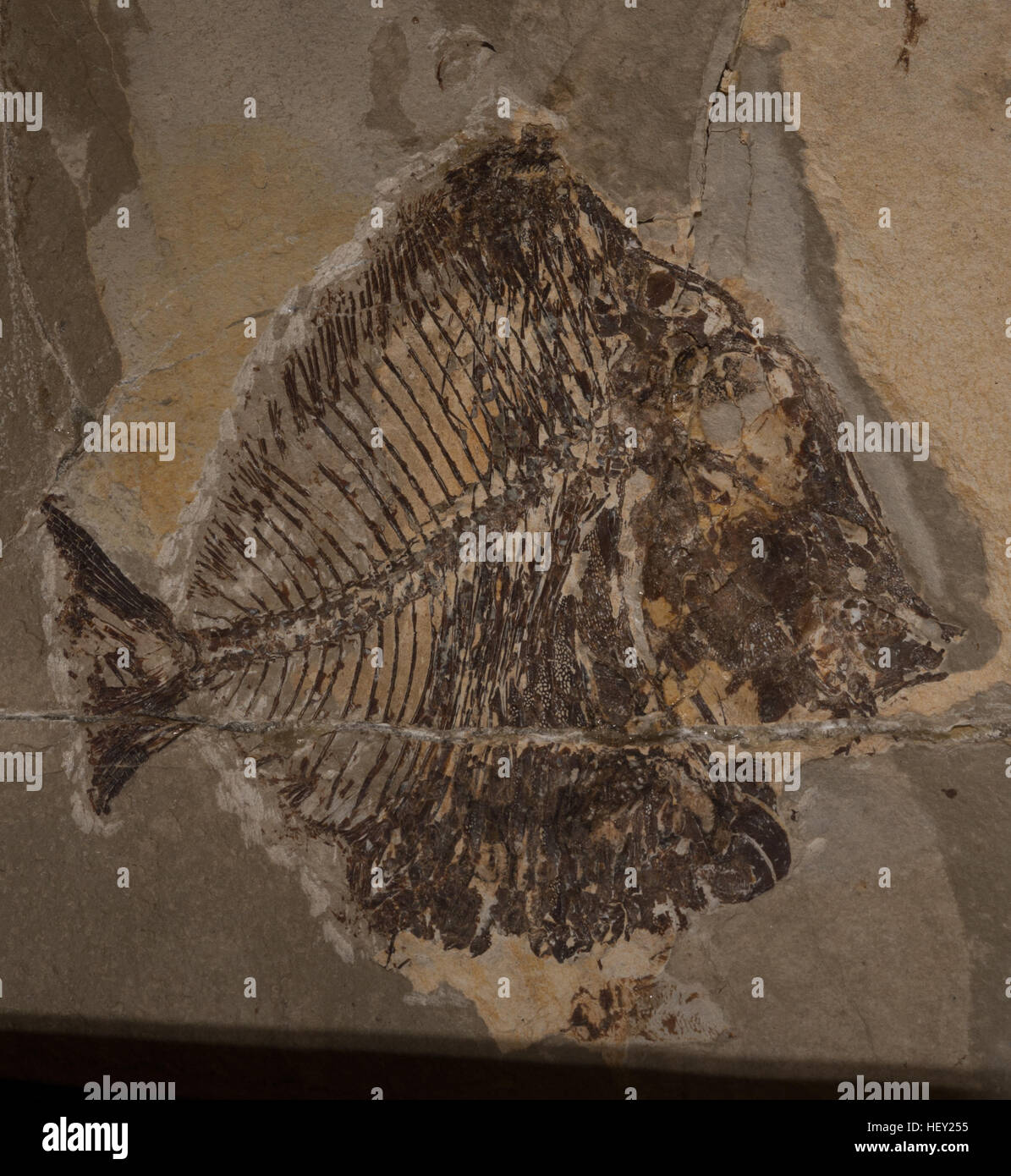 Fossil fish, Coelodus (Ocleodus) sp., Middle Cretaceous Period Stock ...