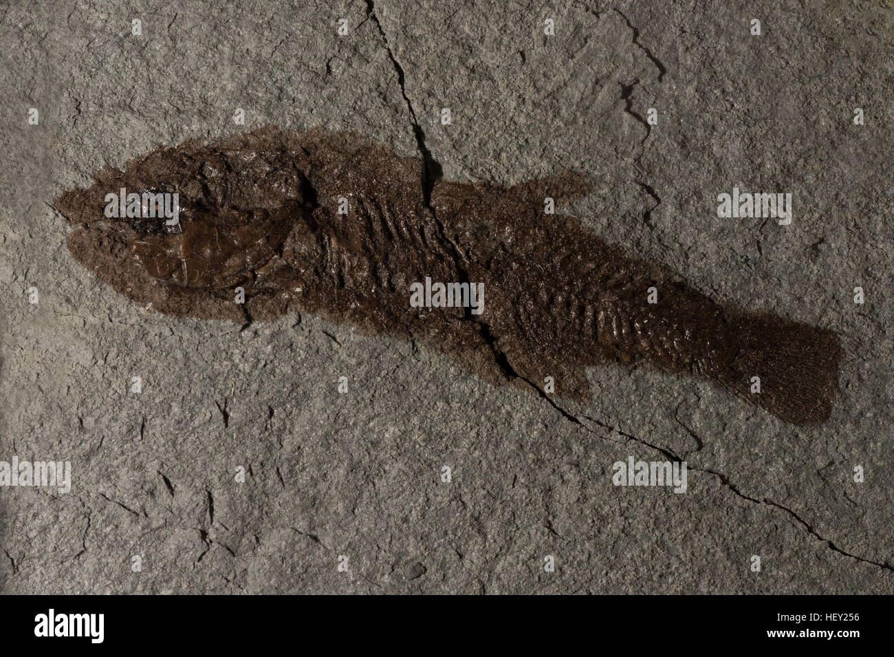 Fossil fish hi-res stock photography and images - Alamy