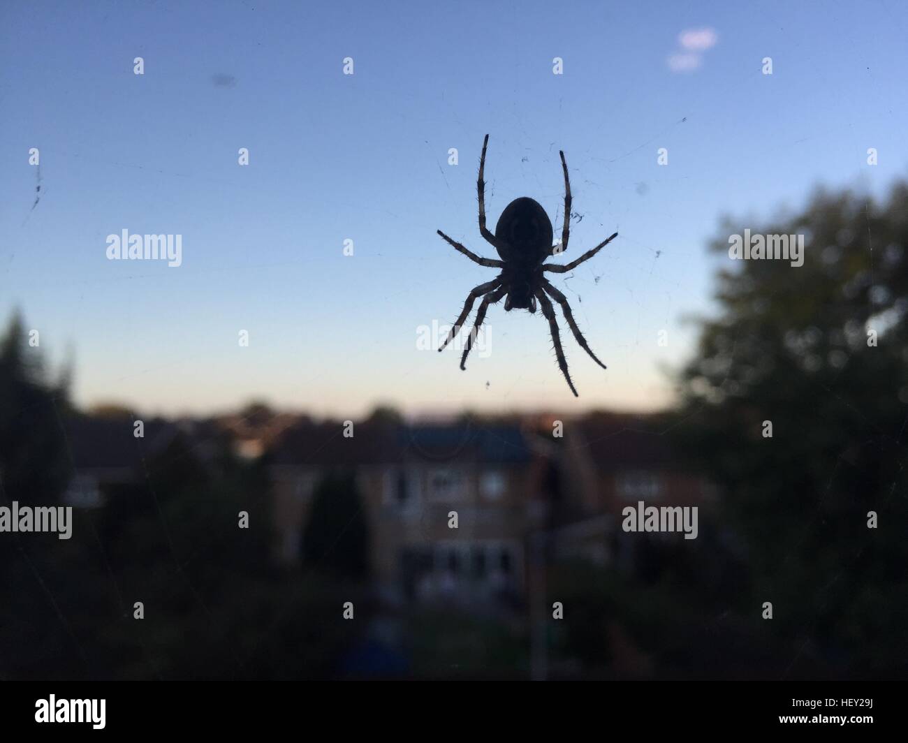 Spider glass hi-res stock photography and images - Alamy