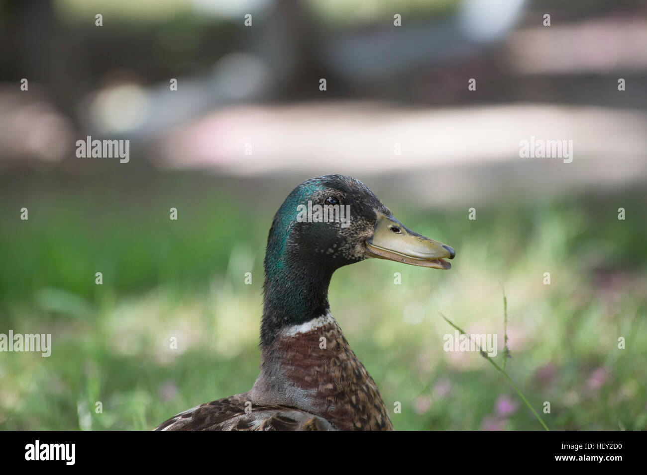 Close up of a nonbreeding mallard drake (Anas platyrhynchos Stock Photo ...