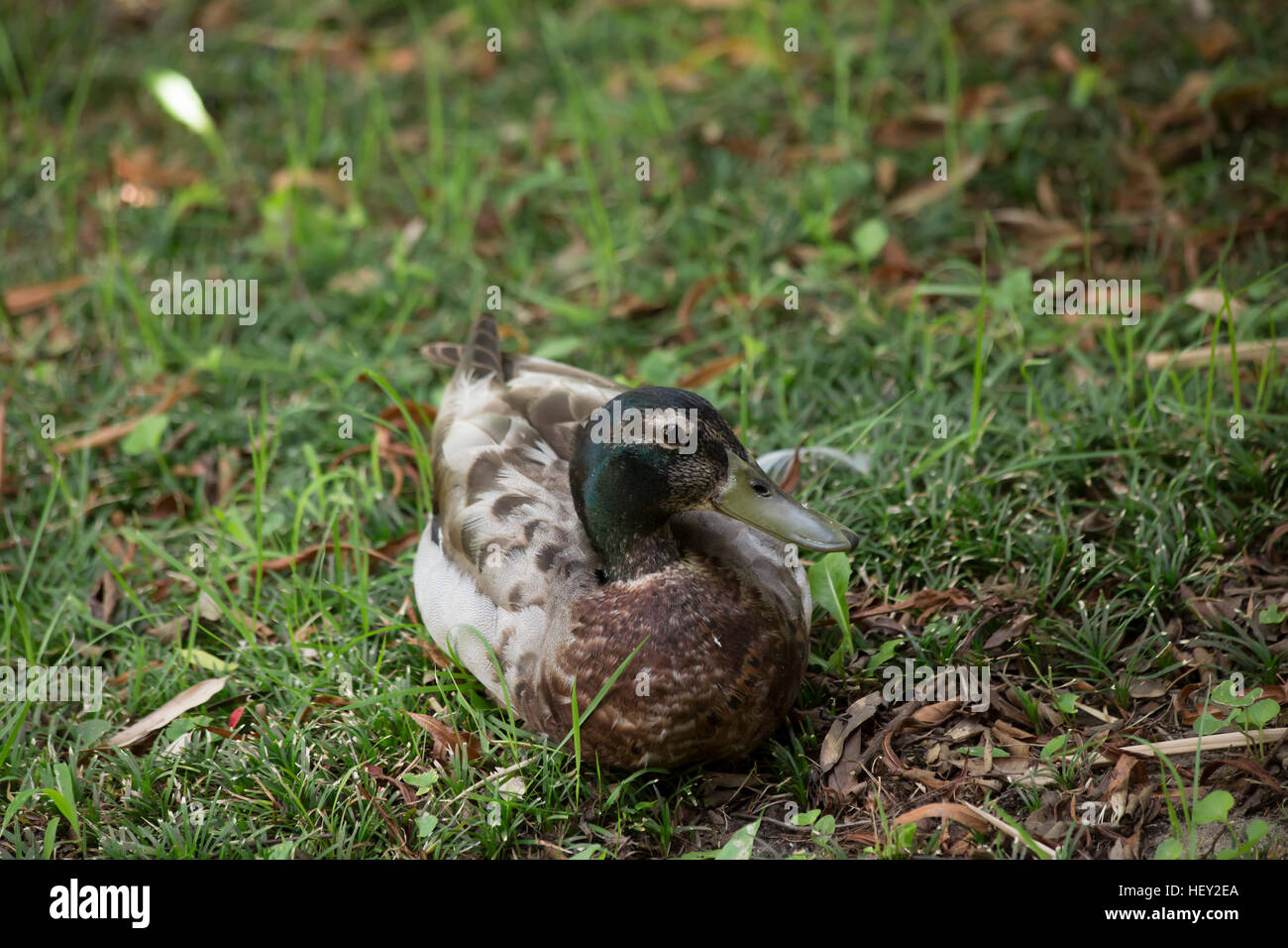 Nonbreeding mallard drake Stock Photo - Alamy