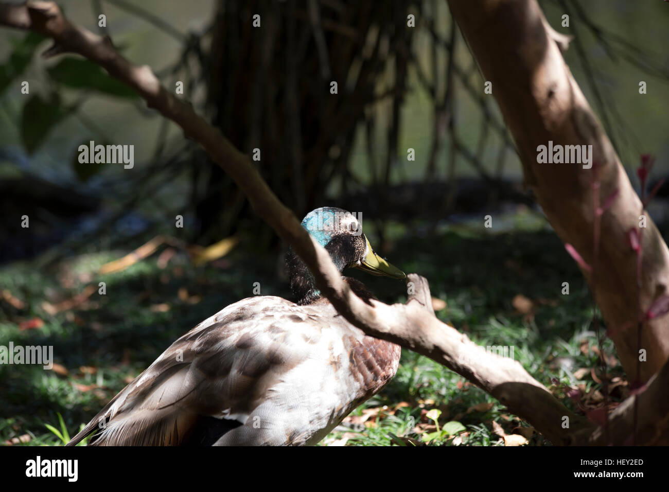 Nonbreeding mallard drake Stock Photo - Alamy
