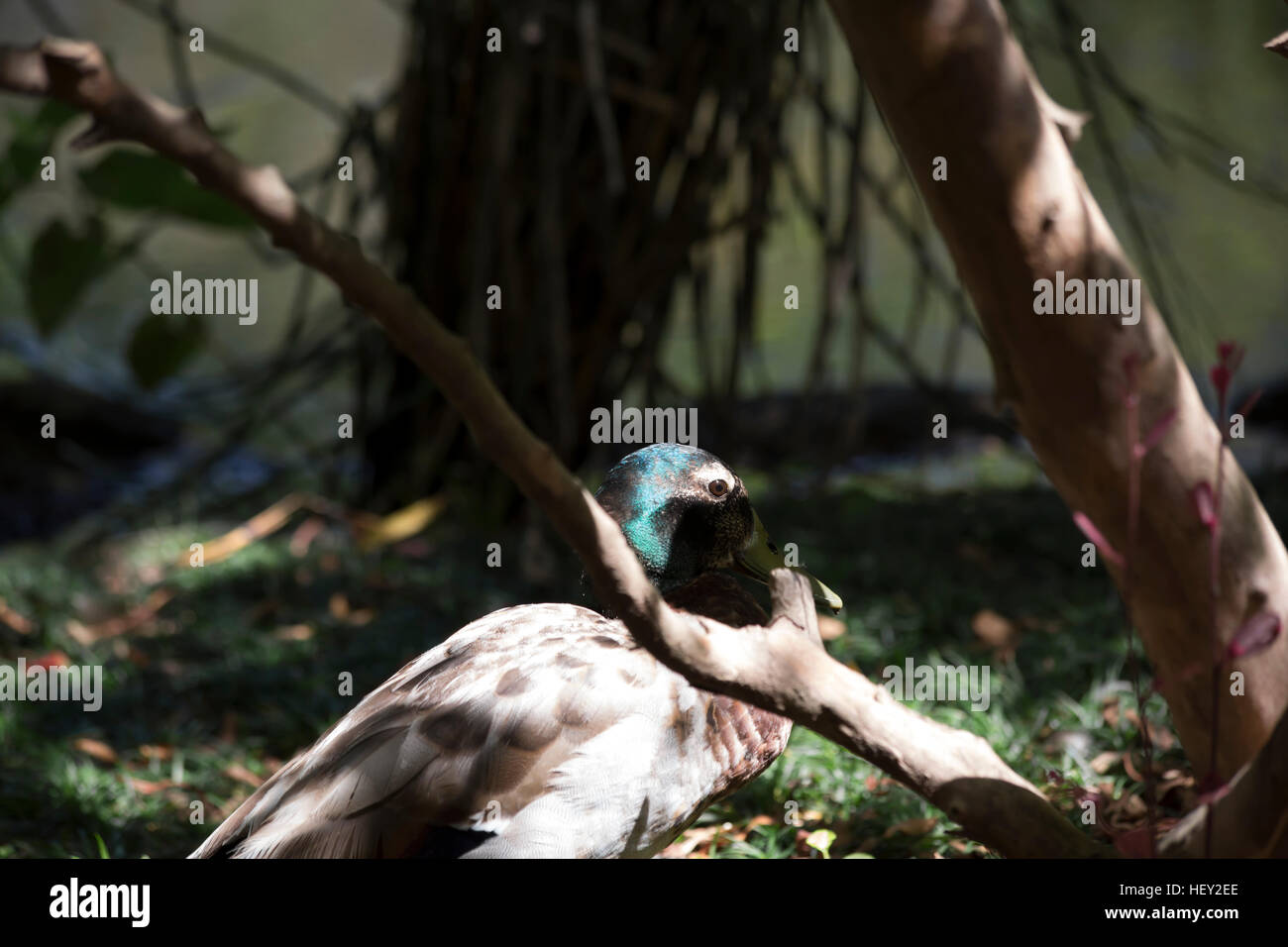 Nonbreeding mallard drake Stock Photo - Alamy