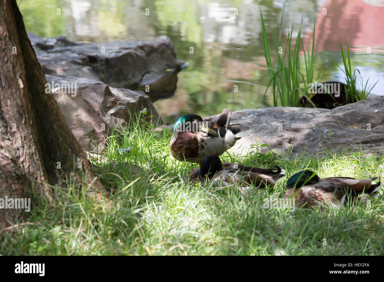 Nonbreeding mallard drake Stock Photo - Alamy