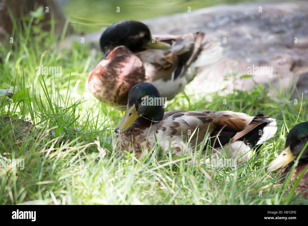 Nonbreeding mallard drake Stock Photo - Alamy