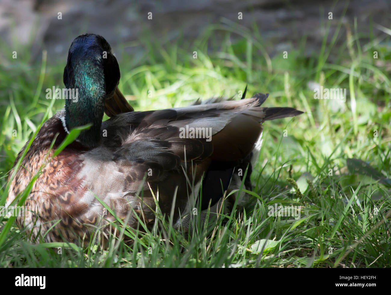Nonbreeding mallard drake Stock Photo - Alamy