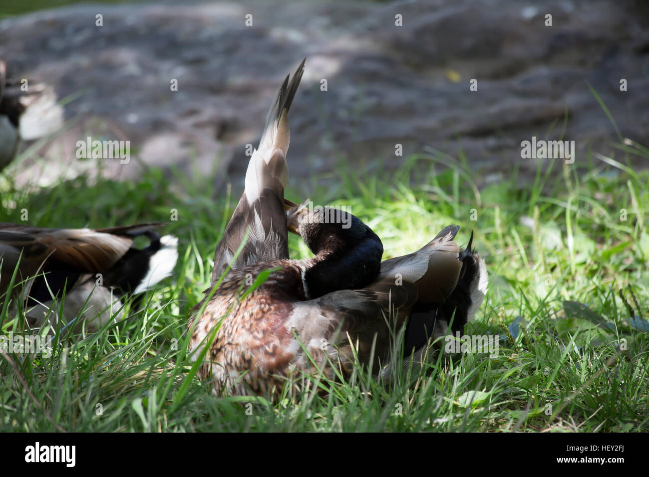 Nonbreeding mallard drake Stock Photo - Alamy