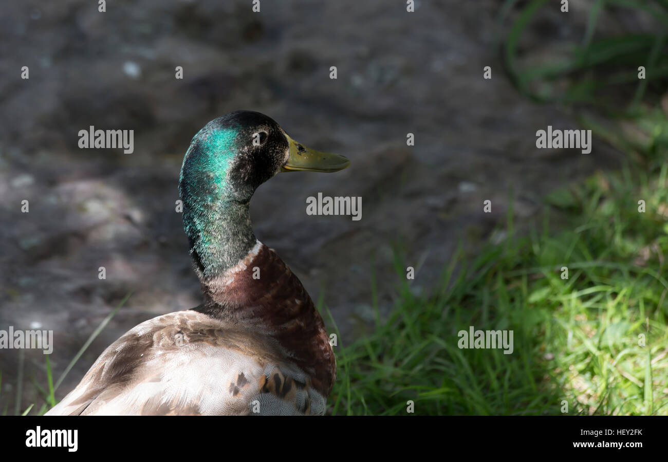 Nonbreeding mallard drake Stock Photo - Alamy