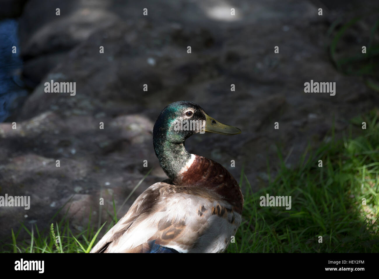 Nonbreeding mallard drake Stock Photo - Alamy