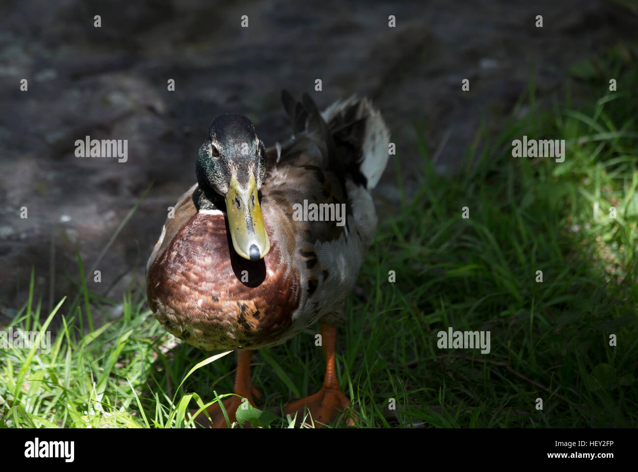 Nonbreeding mallard drake Stock Photo - Alamy