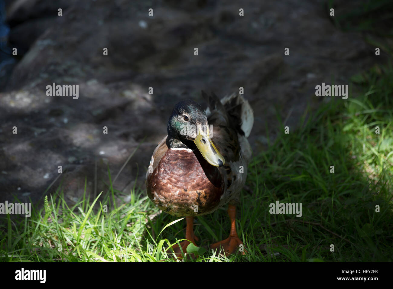 Nonbreeding mallard drake Stock Photo - Alamy
