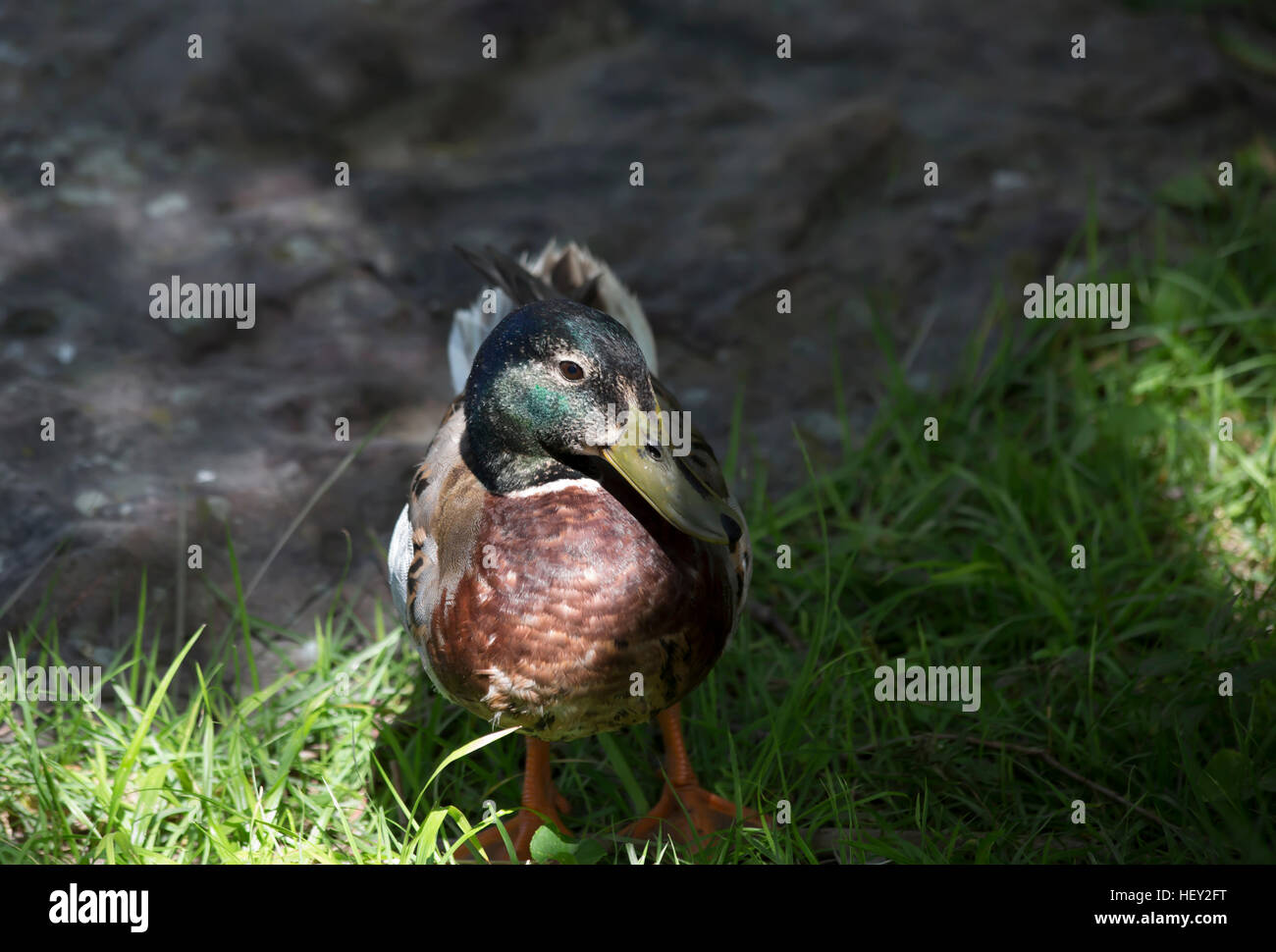 Nonbreeding mallard drake Stock Photo - Alamy