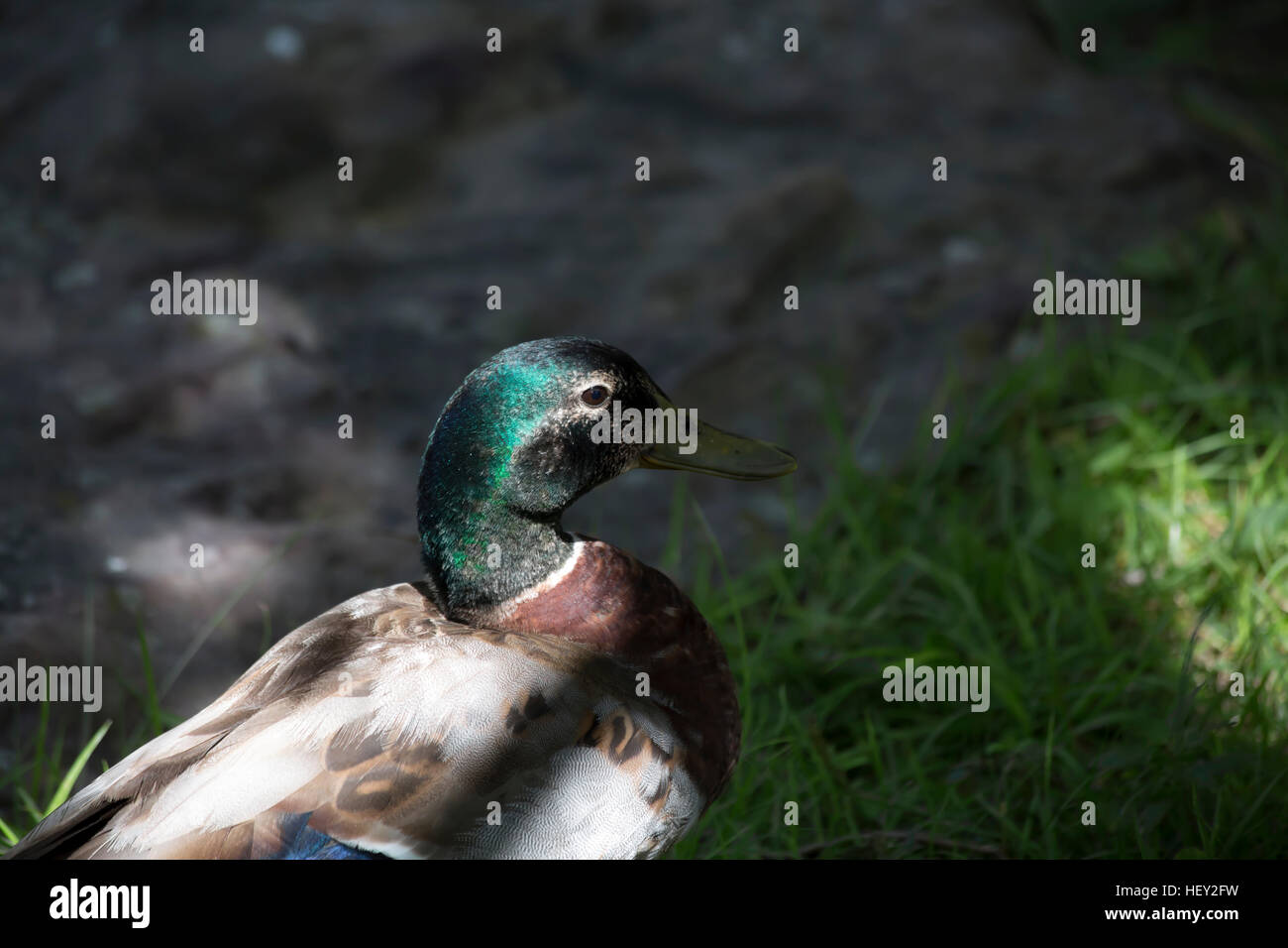 Nonbreeding mallard drake Stock Photo - Alamy