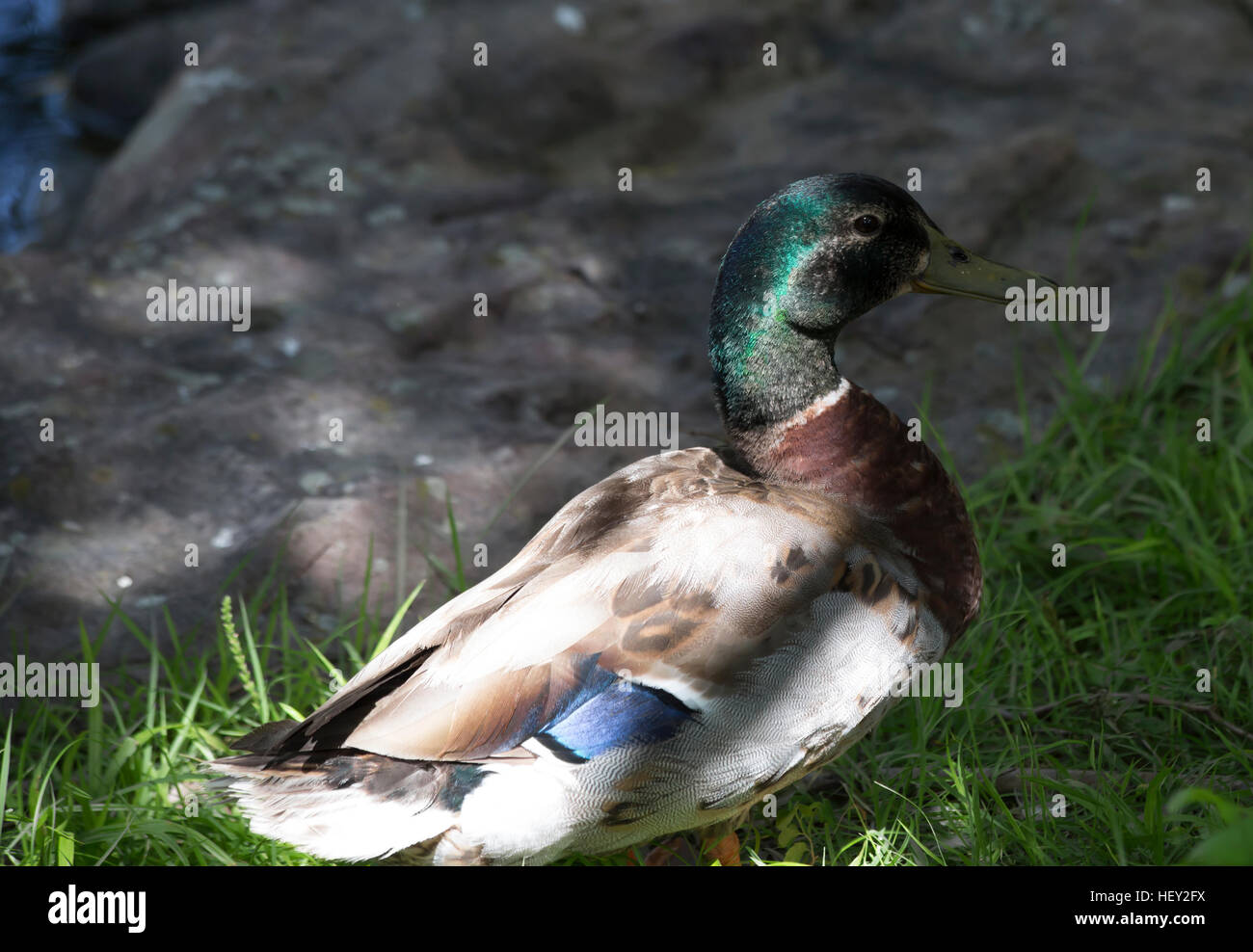 Nonbreeding mallard drake Stock Photo - Alamy