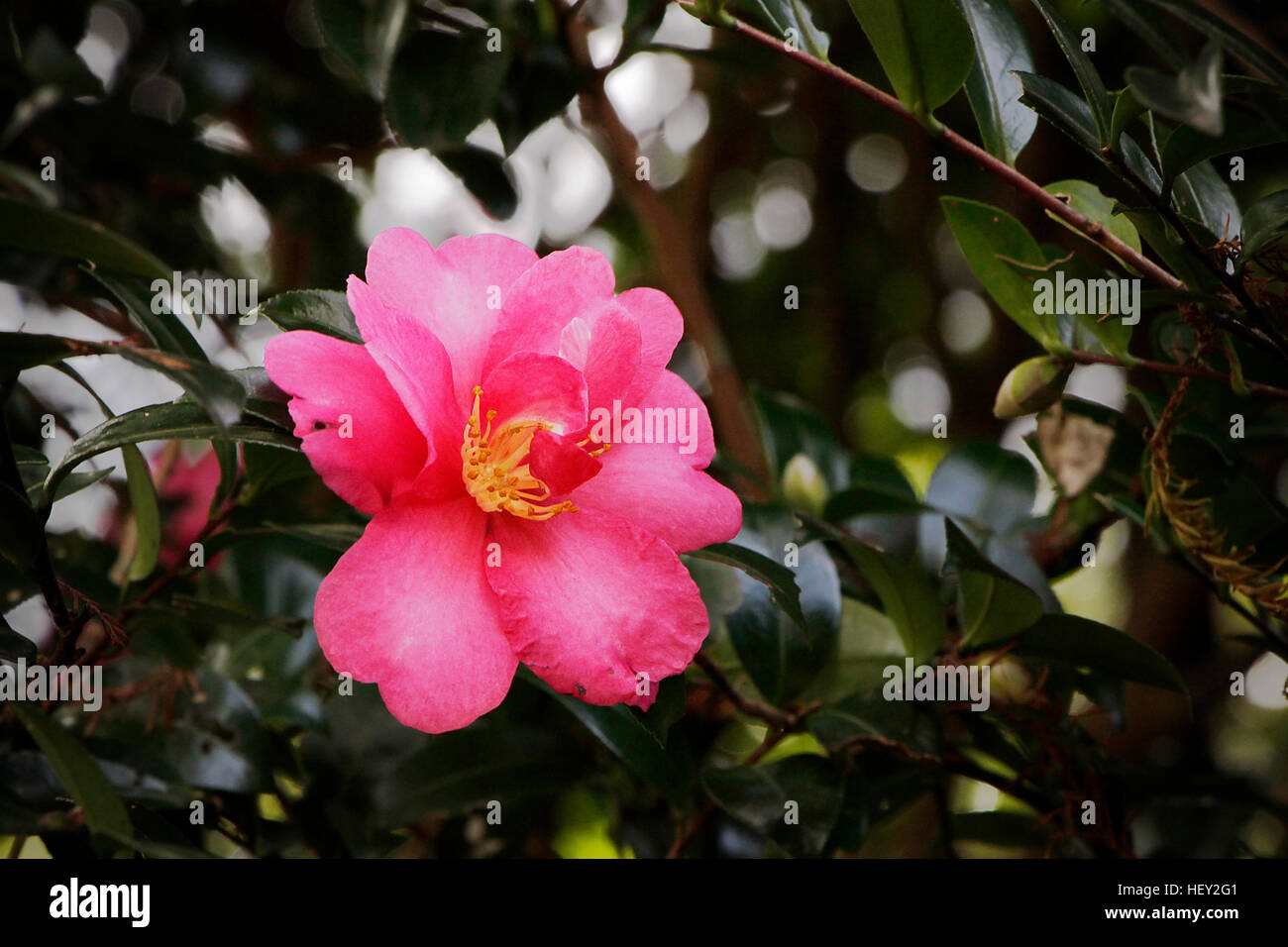 Flower single alone hi-res stock photography and images - Alamy