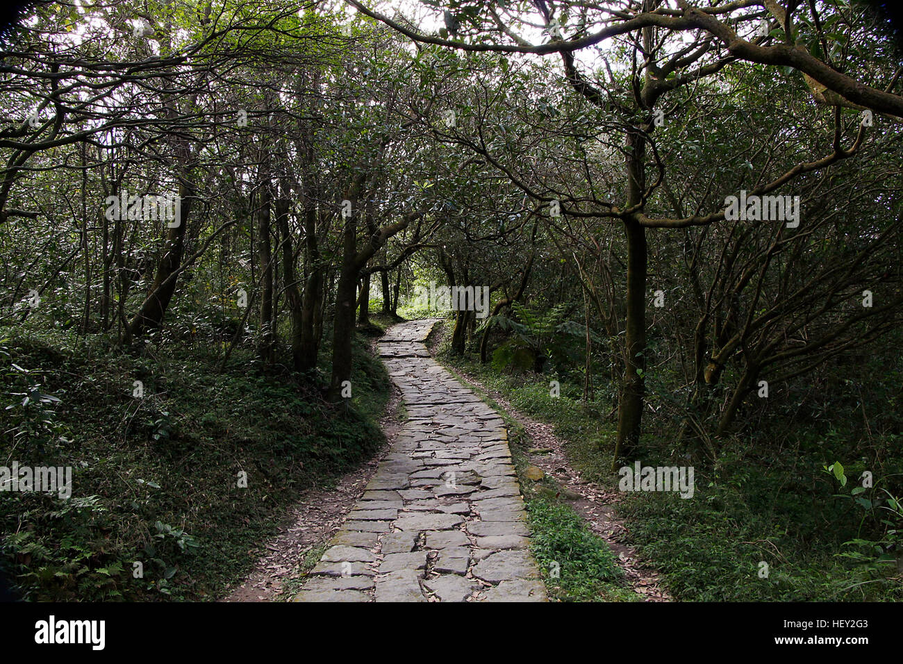 Path with dense vegetation hi-res stock photography and images - Alamy