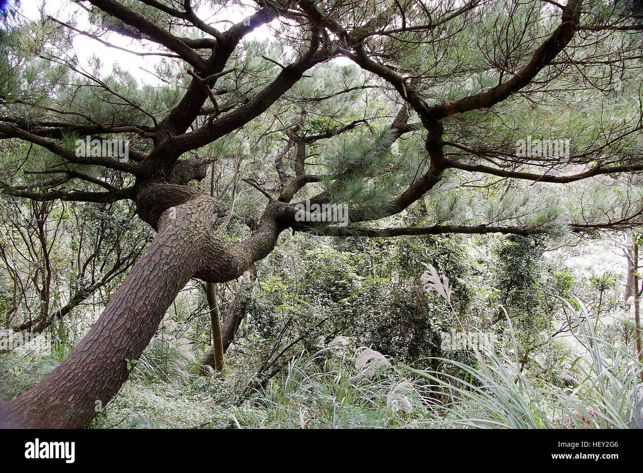 Large tree branching out its leaves Stock Photo - Alamy