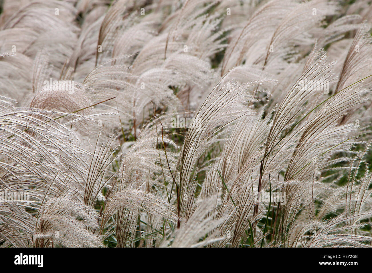 Up close view of a field of wild grass Stock Photo - Alamy