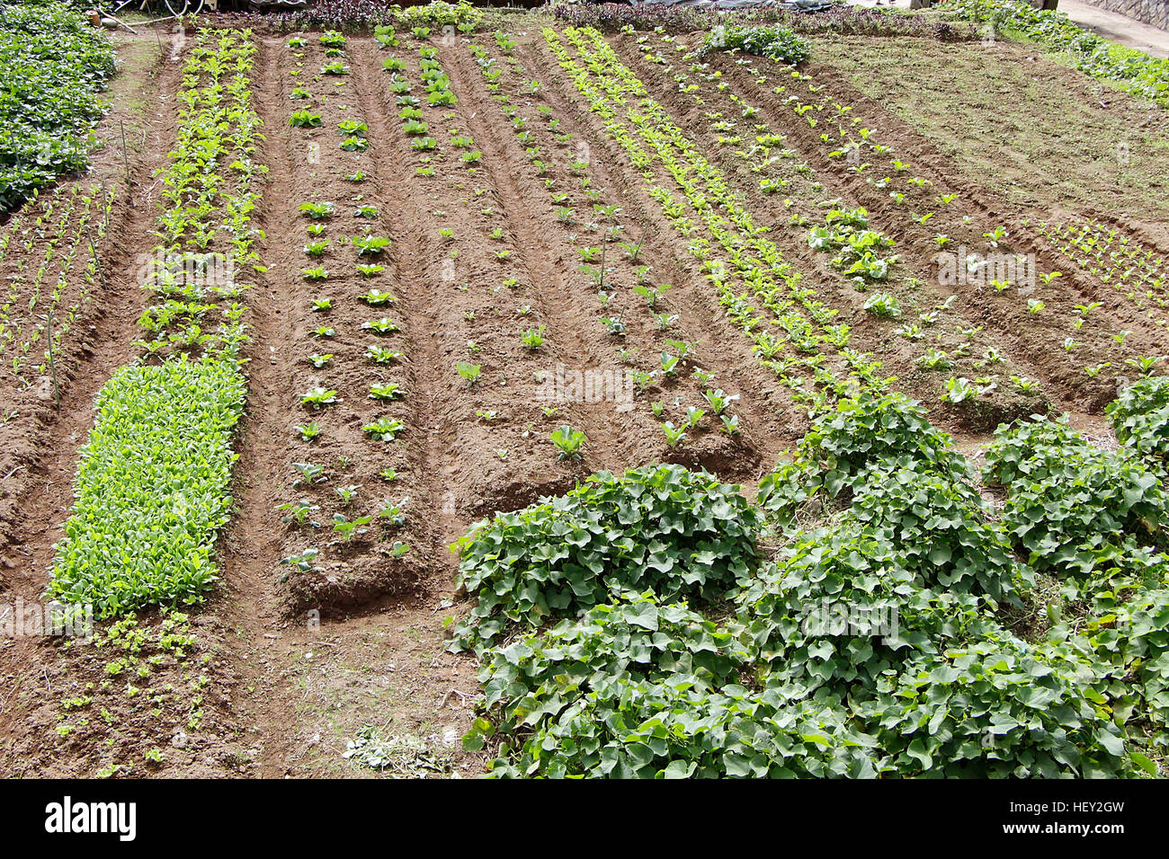 Crops planted in rows in a small farm Stock Photo - Alamy