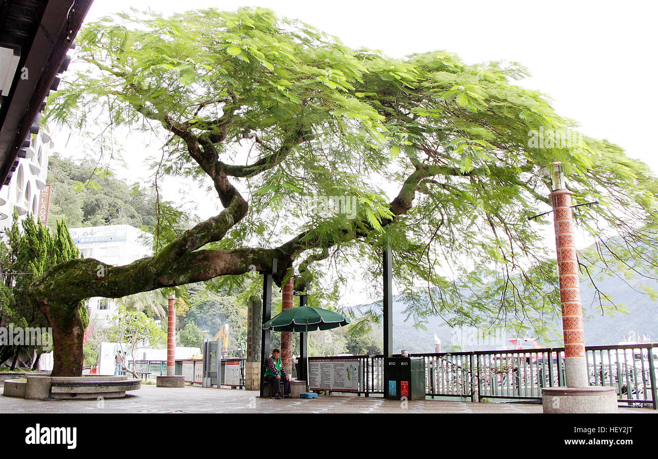 Wispy leaves hi-res stock photography and images - Alamy