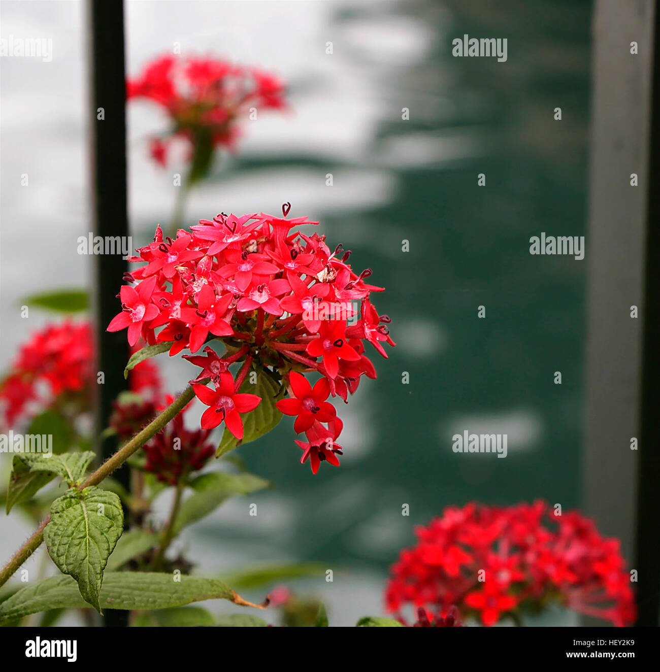 Red flowers with a water background Stock Photo - Alamy
