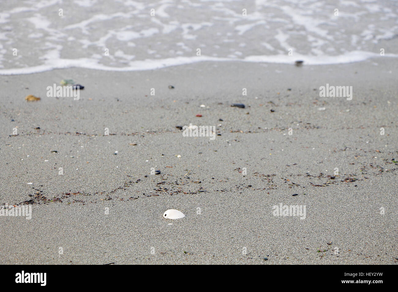 White shell on beach Stock Photo - Alamy