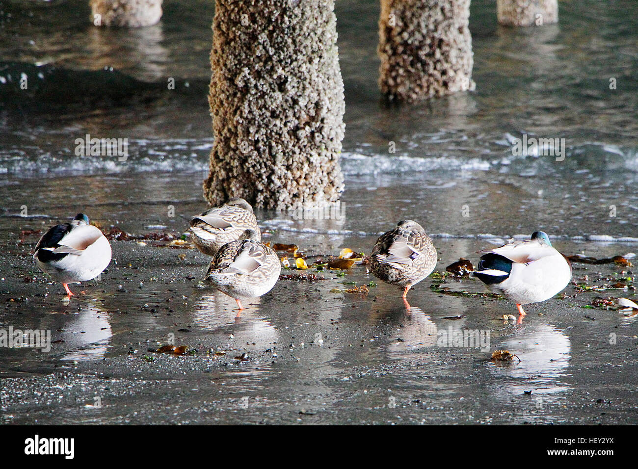 Line up of ducks sleeping underneath the pier by the water at the beach ...