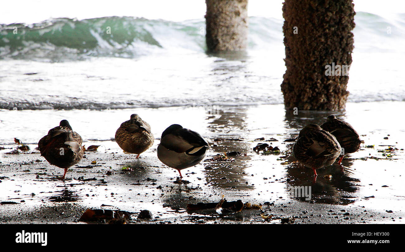 Line up of ducks sleeping underneath the pier by the water at the beach ...