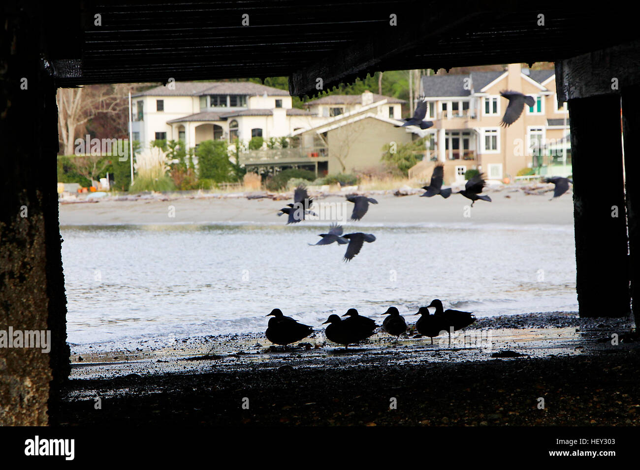 Ducks and crows silhouetted within pier at the beach Stock Photo - Alamy