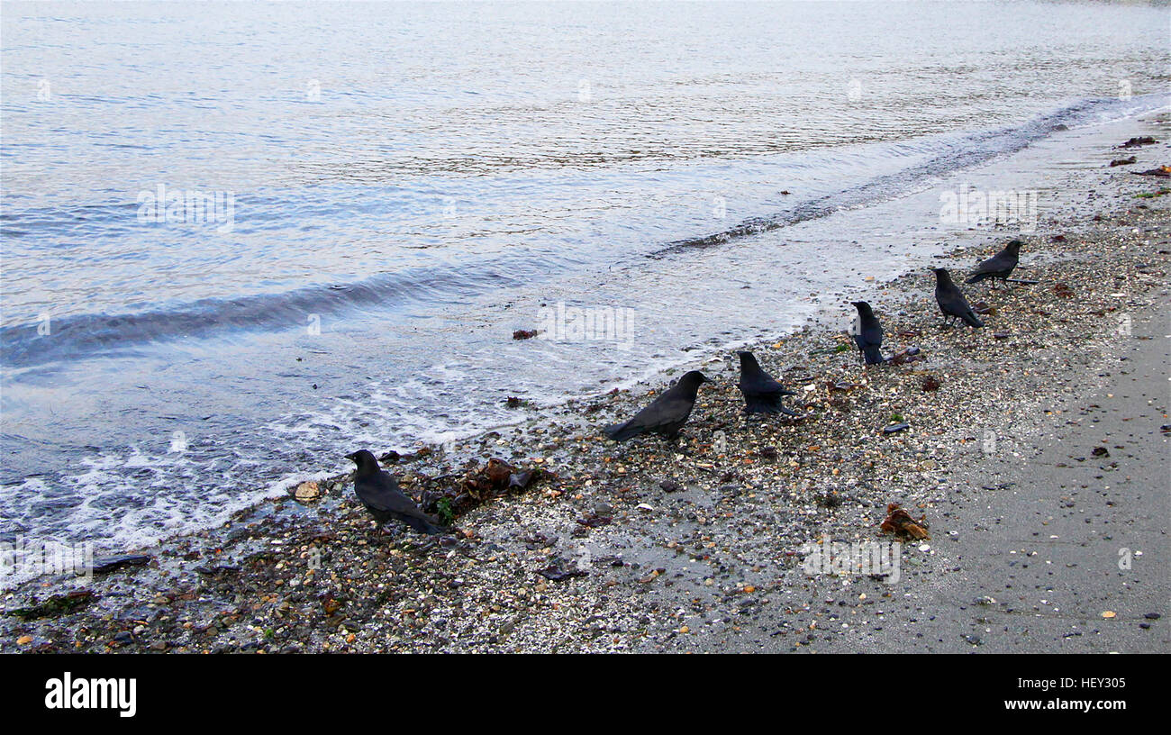 Crow sound hi-res stock photography and images - Alamy