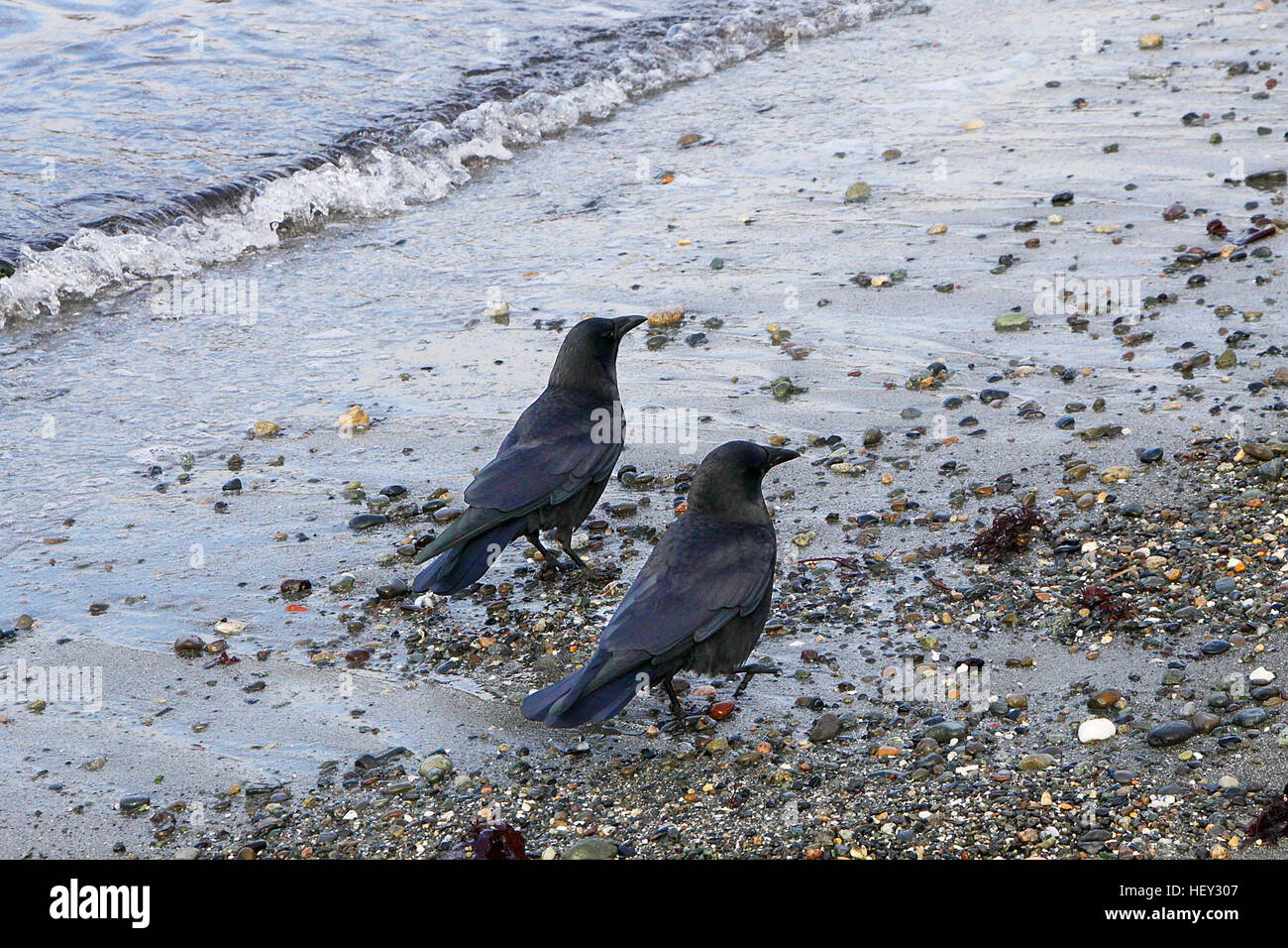 Pair of Northwestern crows on the rocky beach Stock Photo - Alamy