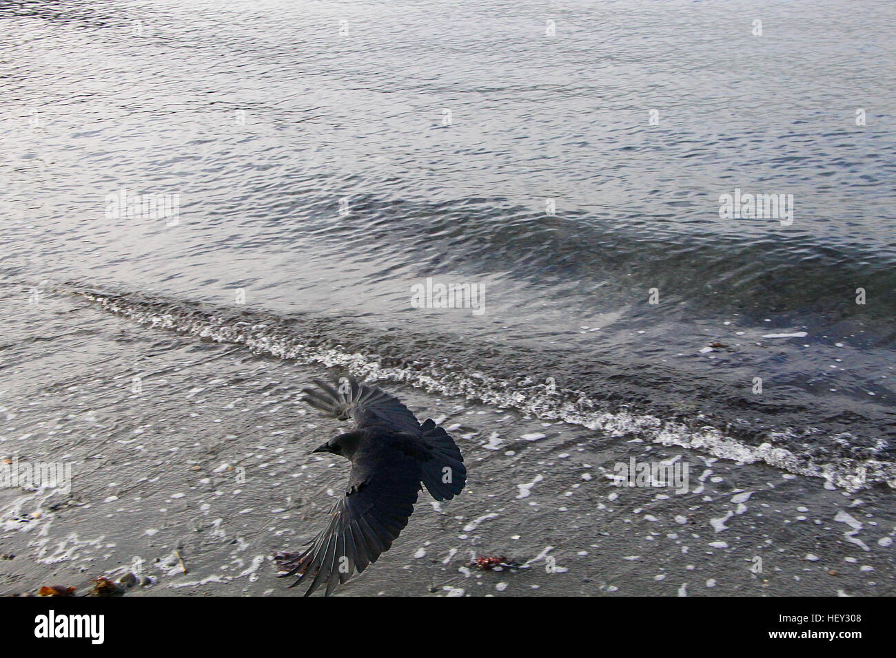Crow sound hi-res stock photography and images - Alamy
