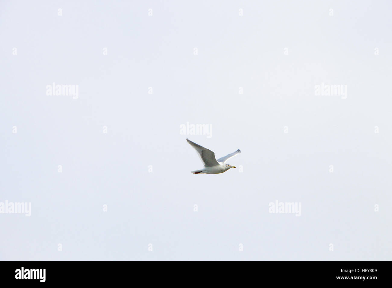 Solitary bird in flight Stock Photo - Alamy