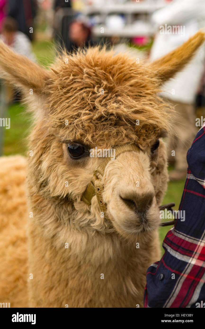 An Alpaca on display at a county show Stock Photo - Alamy