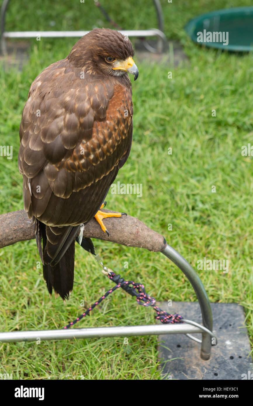 A bird of prey sits on a stand at a falconry display, Three Counties ...
