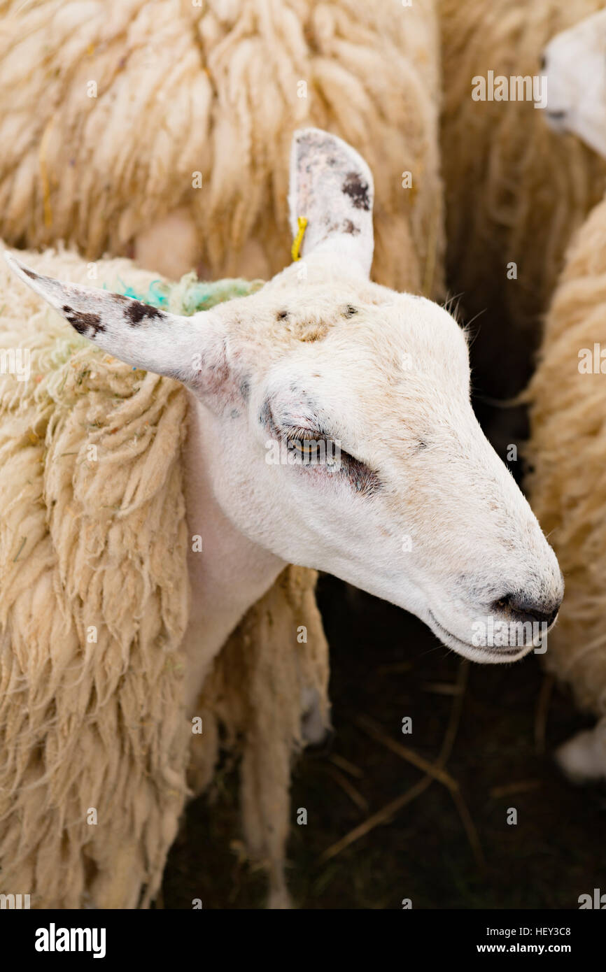 Sheep in an exhibition pen at a livestock show Stock Photo - Alamy